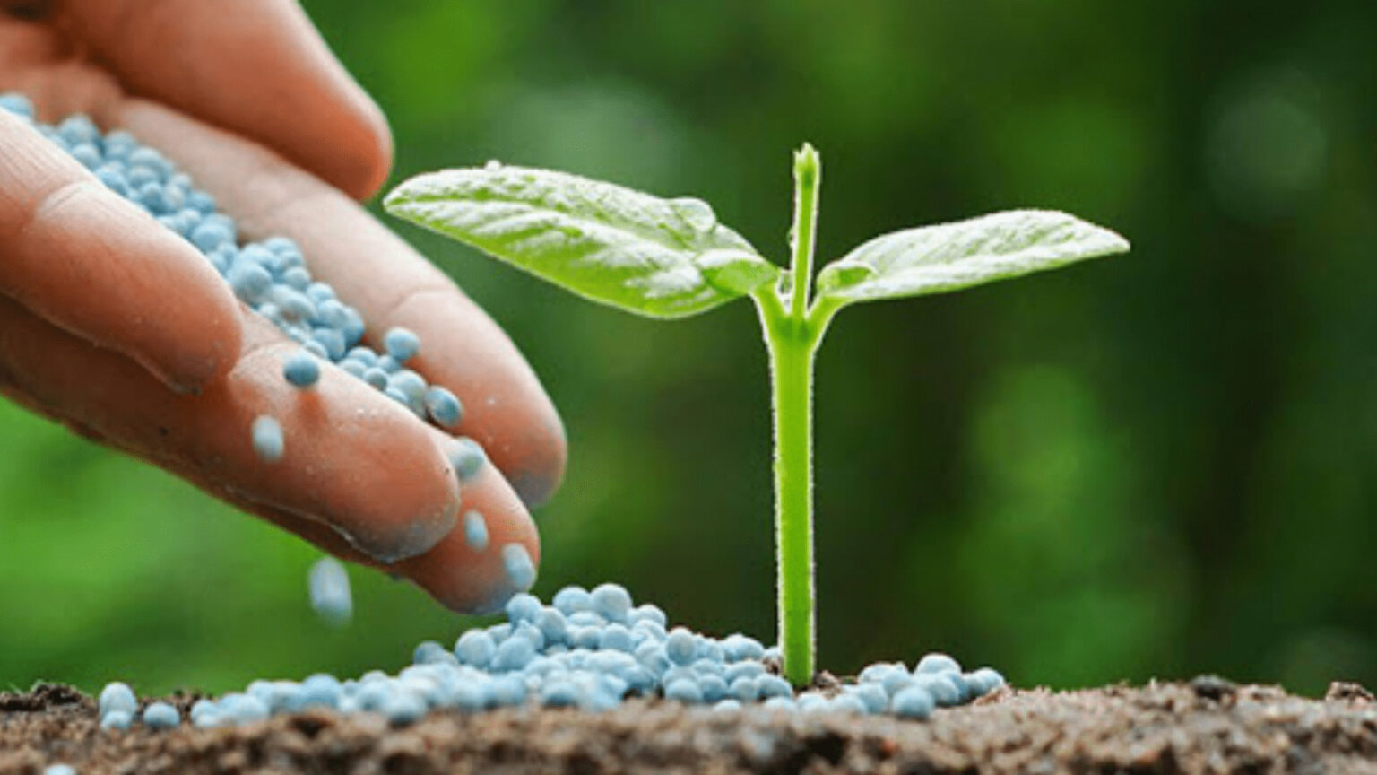 ¿Qué es una enmienda agrícola? Tipos y beneficios