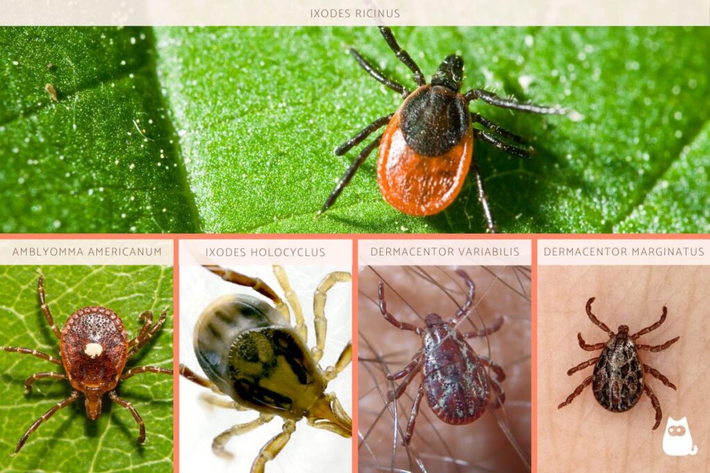 Tipos de garrapatas más comunes en Colombia